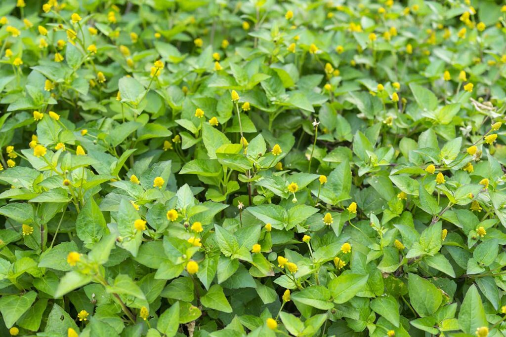 Paracress: The natural alternative to botulinum toxin