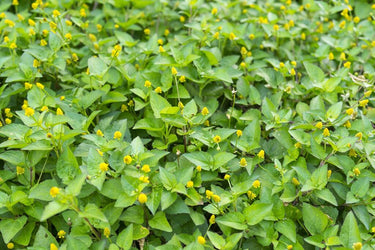 Paracress: The natural alternative to botulinum toxin