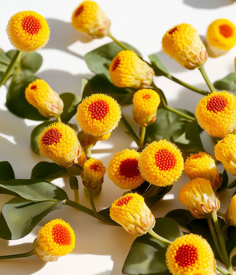 Biotulin Supreme Skin Gel (15ml) | Anti Wrinkle Serum